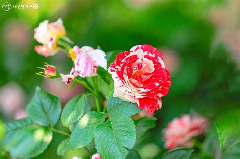 서울시 내 손안에 서울