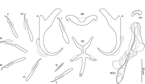 Uncovering The Diversity Of Monogeneans Platyhelminthes On Endemic