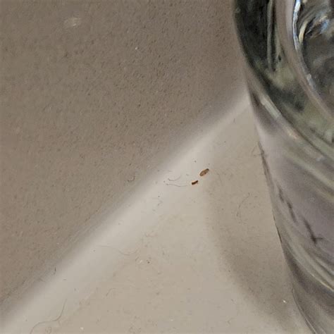 What Are These Super Tiny Bugs R Pestcontrol