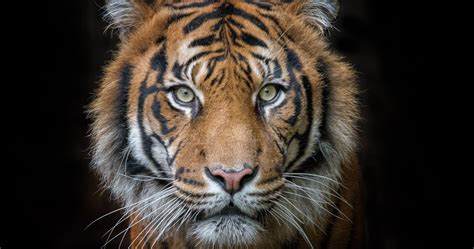 Tiger 4k Wallpapers Top Free Tiger 4k Backgrounds Wallpaperaccess