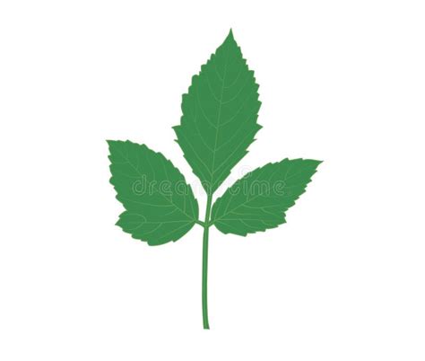 Green Leaf Tree Branch Leaf Tree Branch Line Art Green Nature Plant