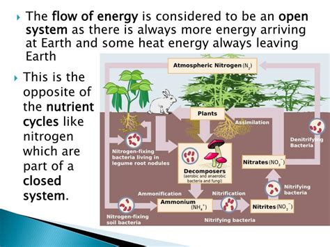Ppt Trophic Structure Of Ecosystems Powerpoint Presentation Free