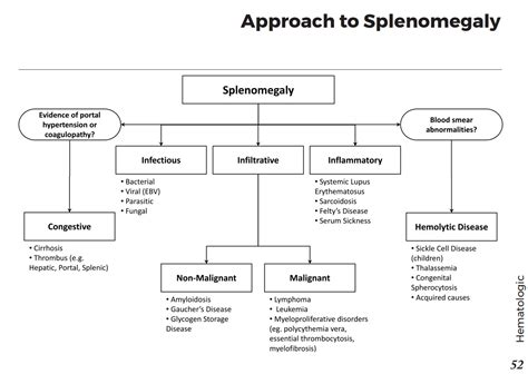 Causes Of Splenomegaly Differential Diagnosis Algorithm Infectious
