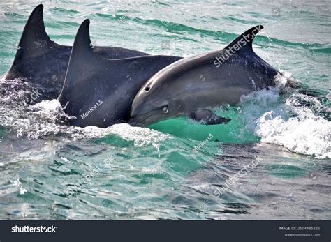 Indo Pacific Bottlenose Dolphin And Bottlenose Dolphin Indo Pacific