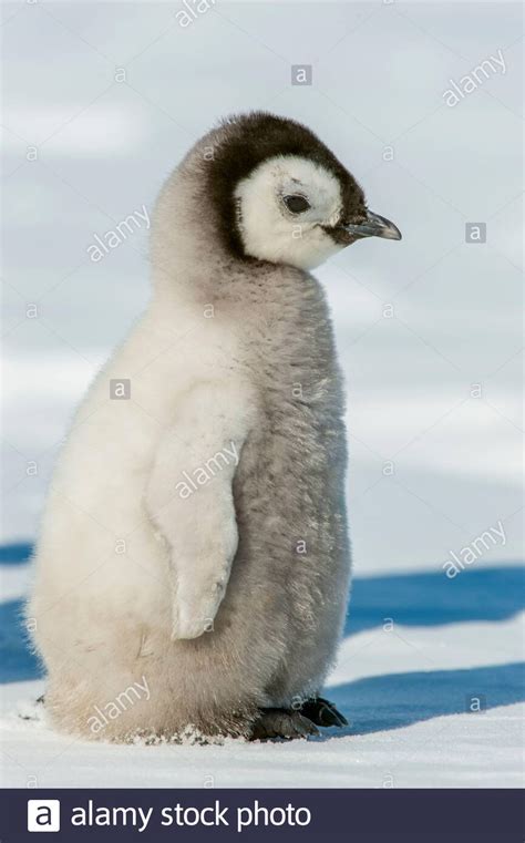 Emperor Penguin Chick Artofit