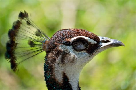 Female Peacock Name Fact