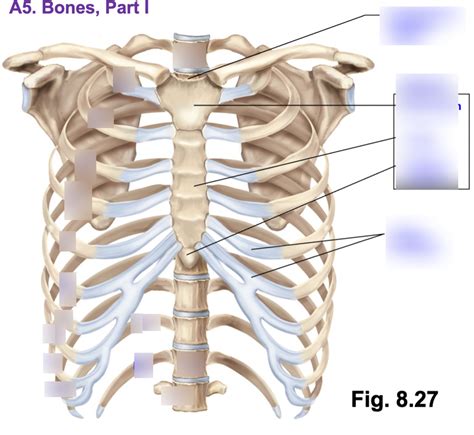 Lab A Rib Bones Diagram Quizlet