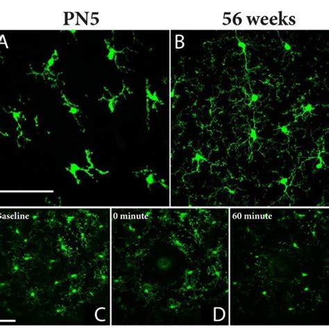 Laser Scanning Microscopy Of Cortical Mouse Microglia At Different Download Scientific Diagram