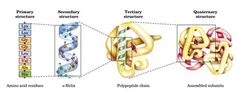 Biol 4087 Lecture 3 Amino Acids Biol 4087 Lecture 3 Amino Acids