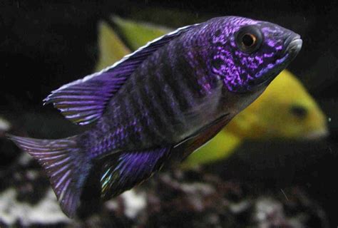 Purple Cichlid