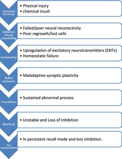 A Process Diagram Showing Stages Of Reflex Memory Formation And Their