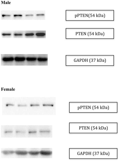 Sex Differences In Skeletal Muscle Phosphatase And Tensin Homolog