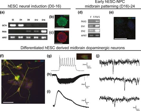 Specification Of Functional Midbrain Dopaminergic Neurons From Human