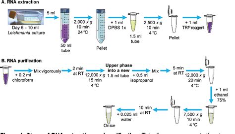 Figure 1 From Viral Double Stranded Rna Detection By Dnase I And Nuclease S1 Digestions In