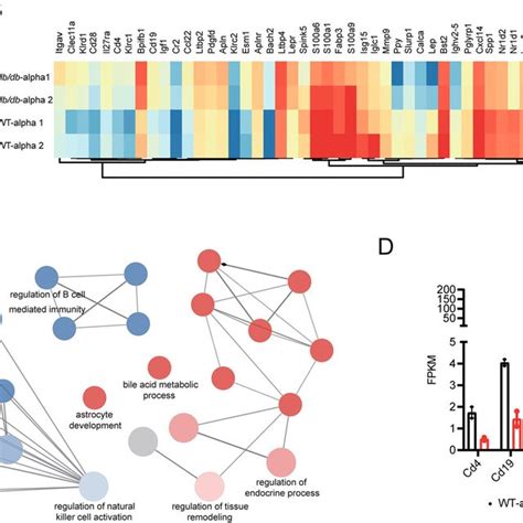 Analysis Of Immune Related Degs In The Lungs Of Dbdb And Wt Mice After