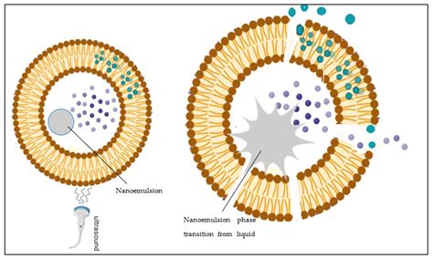 Acoustically Activated Liposomal Nanocarriers To Mitigate The Side Effects Of Conventional