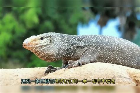 巨蜥来袭猫妈和猫宝宝即将沦为巨蜥的午餐后果不敢想象 猫妈 午餐 宝宝