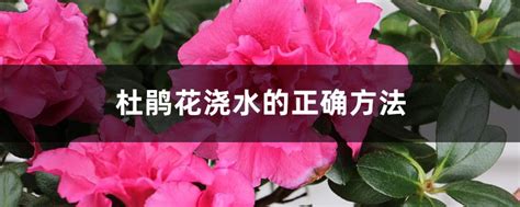 杜鹃花浇水的正确方法冬天怎么管理 花百科
