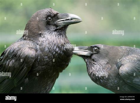 Weiblicher rabe -Fotos und -Bildmaterial in hoher Auflösung – Alamy