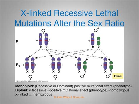 Ppt Chapter 13 Mutation Dna Repair Powerpoint Presentation Free