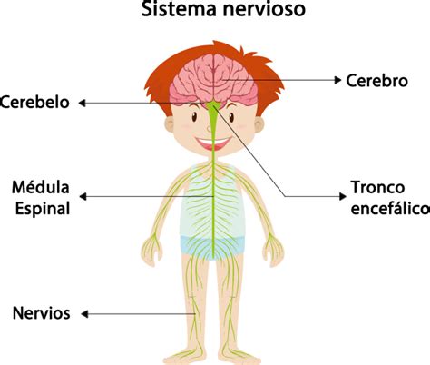 Sistema Nervioso ¿qué Es Y Cuáles Son Sus Funciones Pjptsa