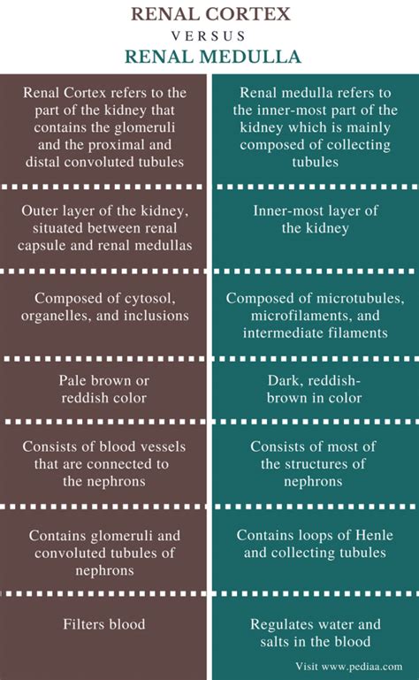 Difference Between Renal Cortex And Renal Medulla Definition Structure Function