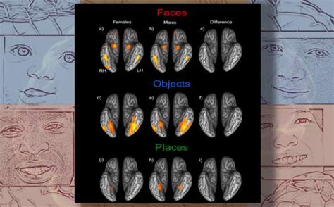 Men And Women Show Equal Ability In Recognizing Faces Neuroscience News