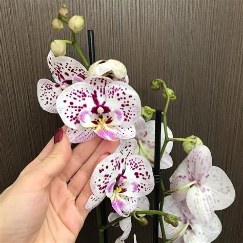 Орхидеи Харьков 1 Красотка камбрия для любителей экзотики Плотный цветок Ароматная Высота
