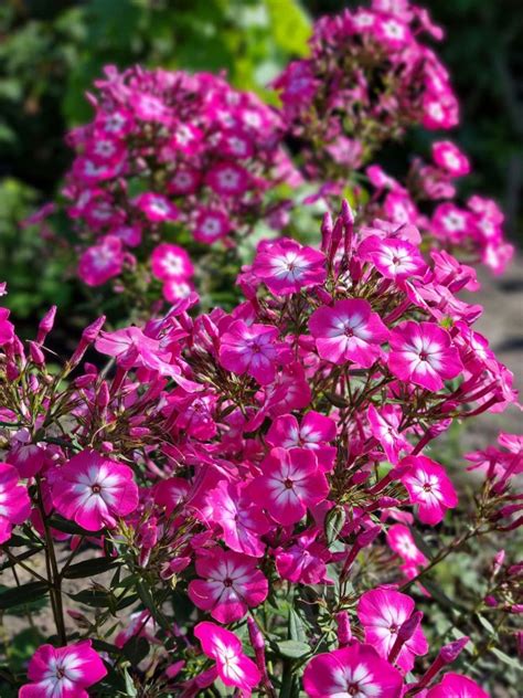 Флокс волотистий Flame Light Pink