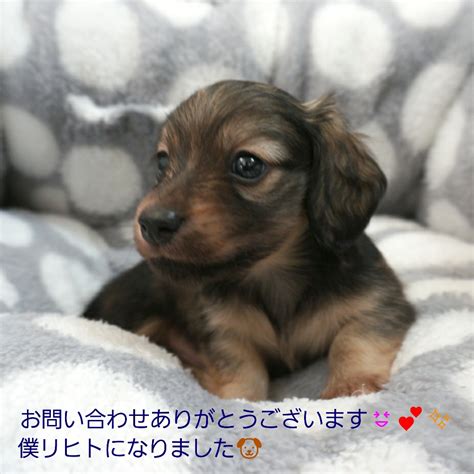 オーナーさま決まりました GRACE WAN KENNEL