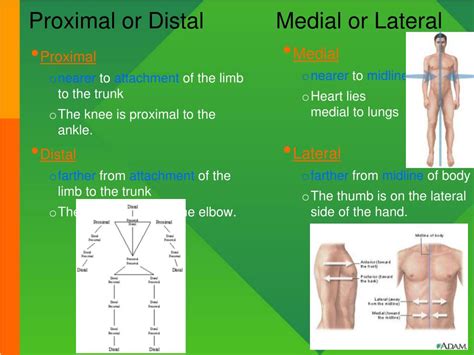 Ppt Introduction To Anatomy And Physiology Powerpoint Presentation Id2089455