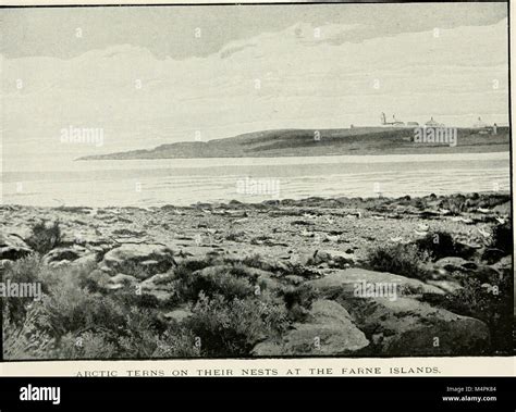 British Birds Nests How Where And When To Find And Identify Them 1898 14562962809 Stock