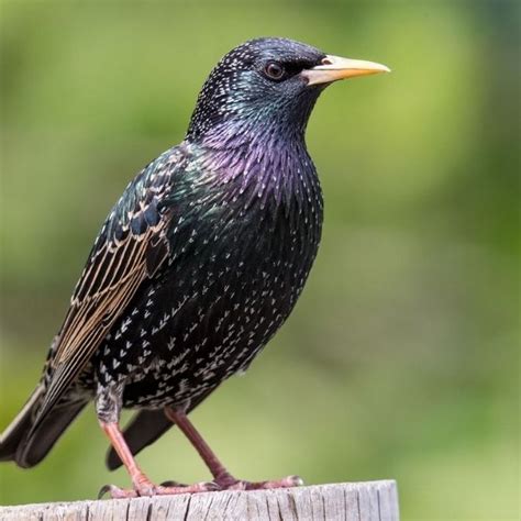 The Art Of Deception 19 Birds That Mimic Sounds To Survive Exploring