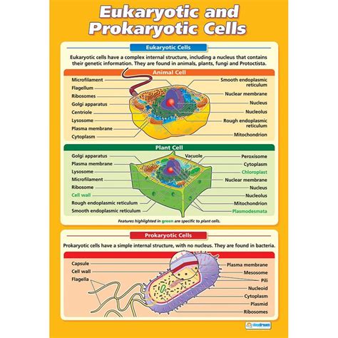 Eukaryotic And Prokaryotic Cells Poster Daydream Education