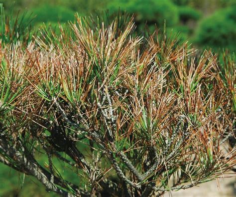 소나무류 갈색무늬병 Lecanostica Acicola 나무 생활 백서