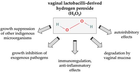 The Role Of Hydrogen Peroxide H2O2 Produced By Vaginal Microbiota In Female Reproductive