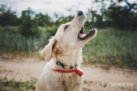警惕！狗狗出现这些表现，可能是“狂犬病”的征兆 知乎