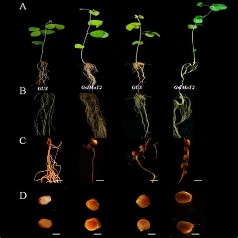 Expression Profiles Of Nodulation And Sl Biosynthesis Genes Under The