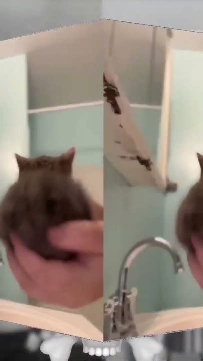 Michi Perreador Youtube