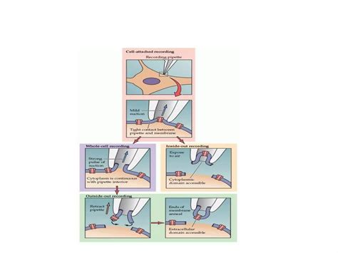 Patch Clamp Technique Pptx