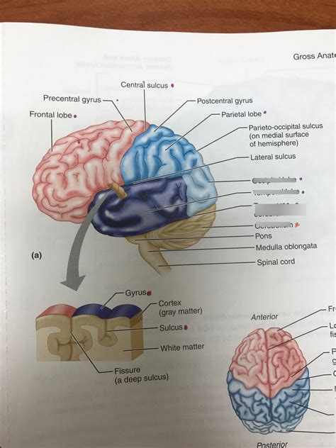 External Brain Structure Part 2 Diagram Quizlet