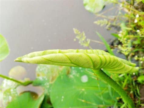 雨潤荷塘別有一番滋味 每日頭條