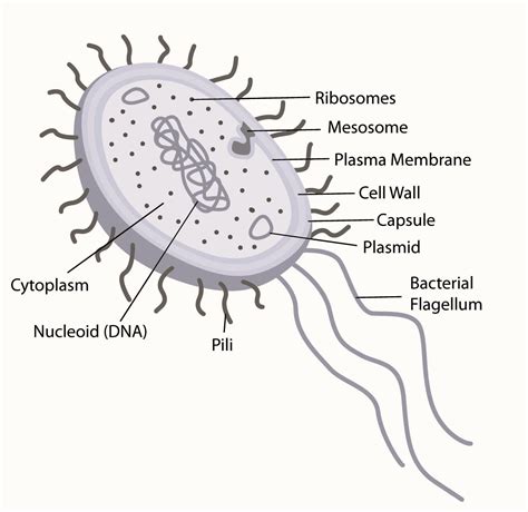Prokaryotic Cell Diagram With Labels Prokaryotic Cell Struct