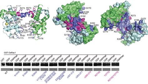 Figure 1 From Structure Of The N Terminal Regulatory Domain Of A Plant