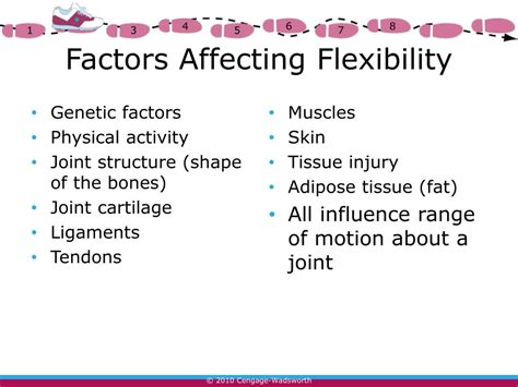 Ppt Chapter 8 Muscular Flexibility Powerpoint Presentation Free