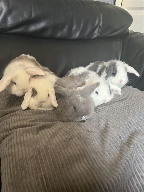 Meadowsweet Mini Lops Added A New Meadowsweet Mini Lops