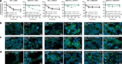 Ligand Mediated Gpcr Internalization In The Absence Of G Proteins