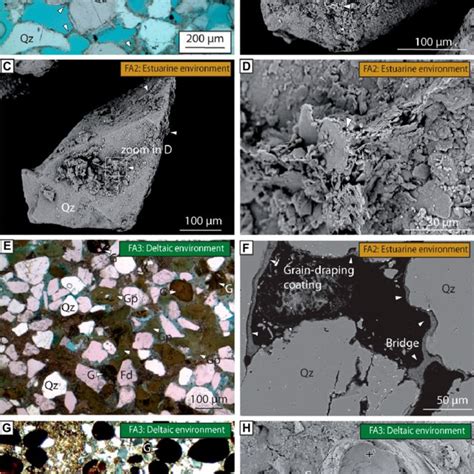 Scanning Electron Microscope Sem Images Show Authigenic Clay Coats In
