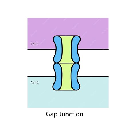 Premium Vector A Diagram Of A Gap Junction With A Purple Background
