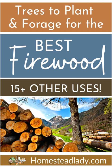 Maple Trees Make Syrup Homestead Lady